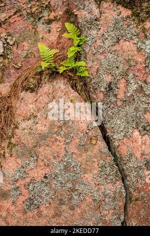 Rock outcrops and ferns, Common polypody (Polypodium virginianum ...