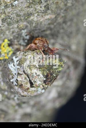 Anthonomus rectirostris or cherry weevil, stone fruit weevil is a major ...