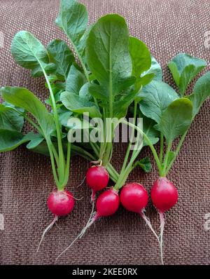 The radish is an edible root vegetable of the family Brassicaceae that ...