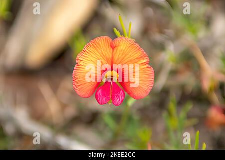 Native australian flora: Coral vine Kennedia coccinea growing over ...