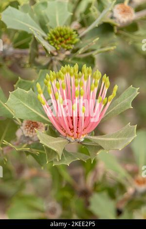 Blooming Banksia plant. Western Australia Stock Photo - Alamy