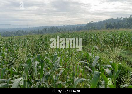 Indonesia agricultural corn plantation (Zea mays) in mountain valley ...