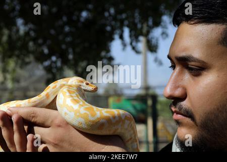 Baghdad, Iraq. 11th Nov, 2022. Reptile lovers display non-venomous ...