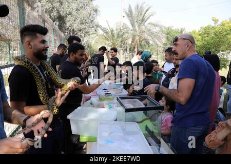 Baghdad, Iraq. 11th Nov, 2022. Reptile lovers display non-venomous ...