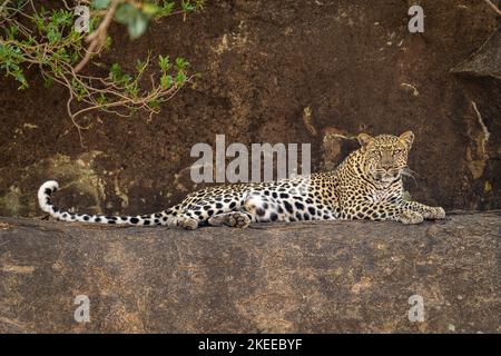 Leopard lies crouching on ledge by bush Stock Photo - Alamy