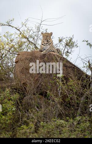 Leopard lies on boulder staring at camera Stock Photo - Alamy
