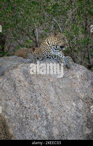 Leopard lies on rock near leafy bush Stock Photo - Alamy
