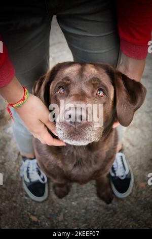 An adult chocolate Labrador dog looks upwards with an expression of ...