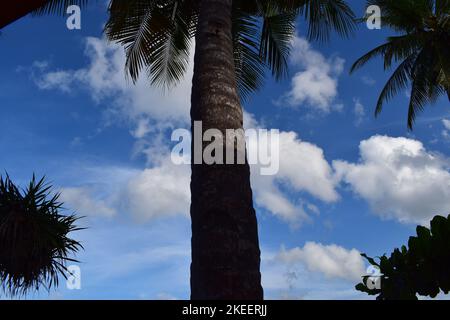 high angle coconut tree in the daytime, Tree blue sky, tree top against ...
