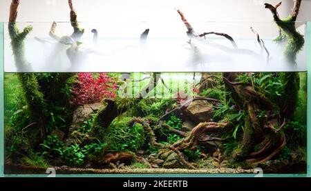 Beautiful freshwater aquascape with live aquarium plants, Frodo stones ...