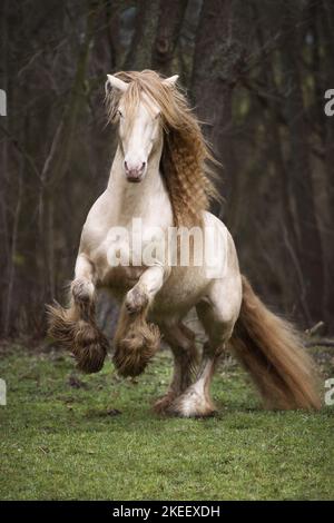 Gypsy Vanner Horse stallion gallops Stock Photo - Alamy