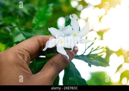 Male hand holding white periwinkle flowers Stock Photo - Alamy