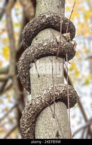trunks of deciduous trees liana entwining a tree Stock Photo - Alamy