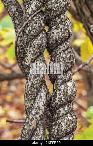 trunks of deciduous trees liana entwining a tree Stock Photo - Alamy