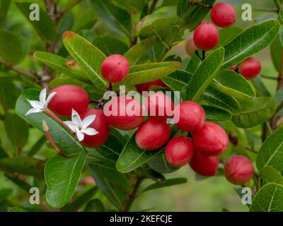 Bengal currant in nature background. Bengal currant, Carissa carandas ...