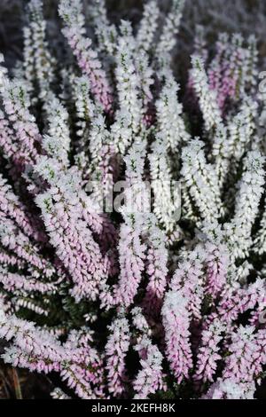 Frozen heather flower Stock Photo - Alamy