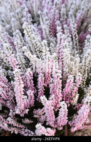 Purple heather in bloom in late summer on the island of Coll, Scotland ...
