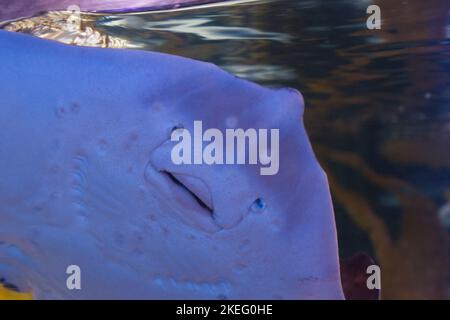 Southern Stingray (Hypanus americanus Stock Photo - Alamy