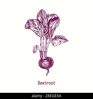 Beetroot vegetable ink black and white illustration Stock Photo - Alamy