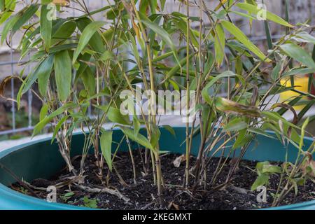 A potted phyllostachys bamboo with tiny shoots in autumn. Concept for ...