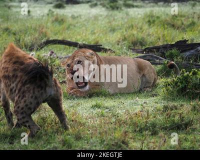 flashpoint as angry adult female Lioness (Panthera leo) snarls at ...