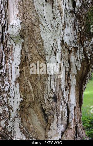 A Parkia timoriana tree in an arboretum in Kauai, Hawaii, USA Stock ...