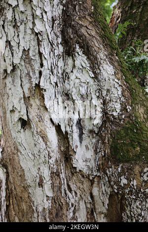 A Parkia timoriana tree in an arboretum in Kauai, Hawaii, USA Stock ...