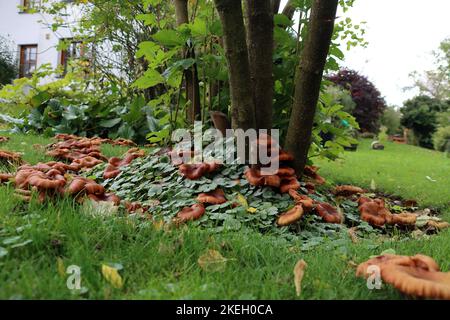 Dunkler Hallimasch (Armillaria ostoyae) im Garten eine Einfamilenhauses ...