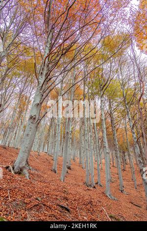 Red forest in autumn at Colle del Melogno, Italy Stock Photo - Alamy
