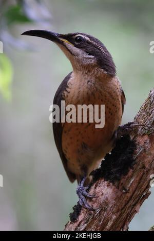 Victoria's Riflebird from Far North Queensland Australia Stock Photo ...
