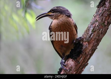 Victoria's Riflebird from Far North Queensland Australia Stock Photo ...