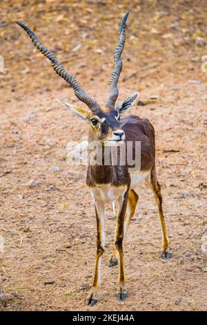 Male Blackbuck Antelope Walking on Arid Ground Side View Stock Photo ...