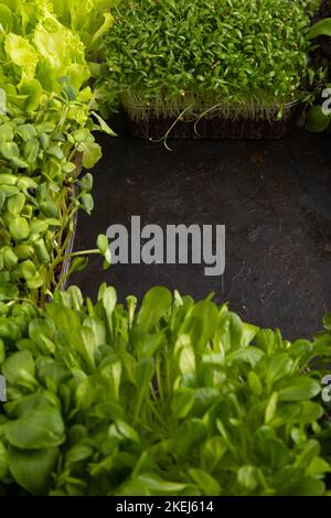 Set of boxes with microgreen sprouts of purple and green basil ...