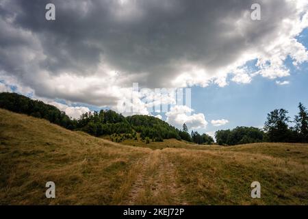 Photo of a mountainous field bordered by the forest Stock Photo - Alamy