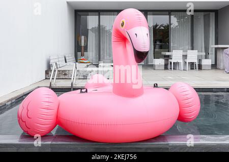 Inflatable pink plastic flamingo floating on the swimming pool with ...