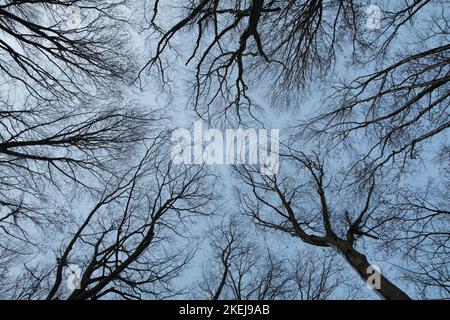 trees from below at autum Stock Photo - Alamy