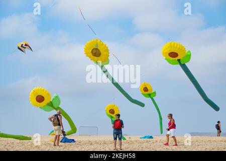 Fuerteventura, Canary Islands, Spain. 12th November, 2022. Hundreds of ...