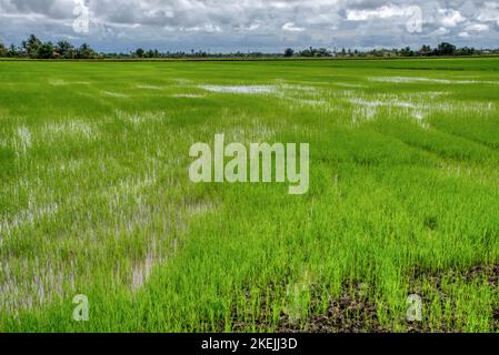 the wet paddy field farm scene after the rain Stock Photo - Alamy