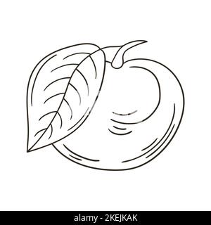 Longan. Coloring in hand drawn style. Children's drawings, exotic fruit ...