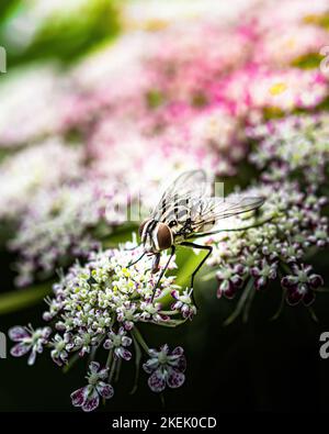 A vertical closeup of a spotted house fly, Graphomya maculata on wild ...