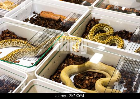 Exhibition of exotic plants, insects, terrarium animals and accessories ...