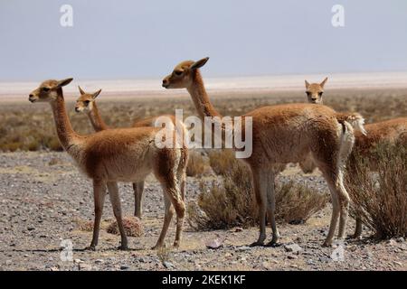 Wild Vicuna group, Vicugna vicugna, at Gran Salar, Argentina, South ...