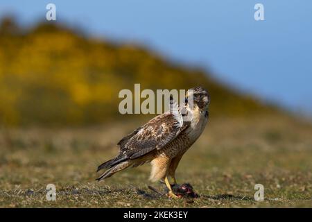 Variable Hawk (Buteo polyosoma) feeding on a small bird it has caught ...