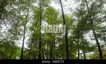 beautiful pine tree seen from below Stock Photo - Alamy