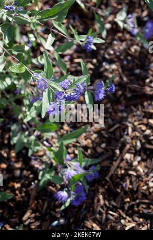 herbaceous plants Caryopteris Dark Knight called Bluebeards shrub with ...