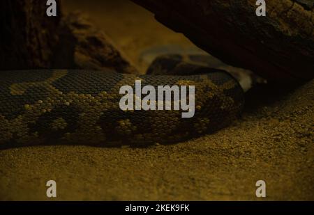 Python's Lies on Rocks In Dark Key Stock Photo - Alamy