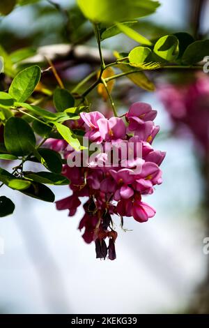 Rose locust (Robinia neomexicana) flowers in the garden Stock Photo - Alamy