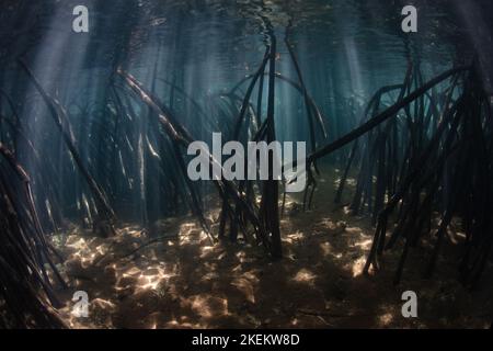 Red mangrove roots descend into shadowed water in a healthy Indonesian ...