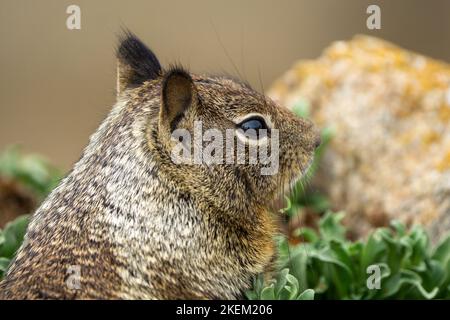 Cute Arctic ground squirrel close up portrait staring at the camera ...
