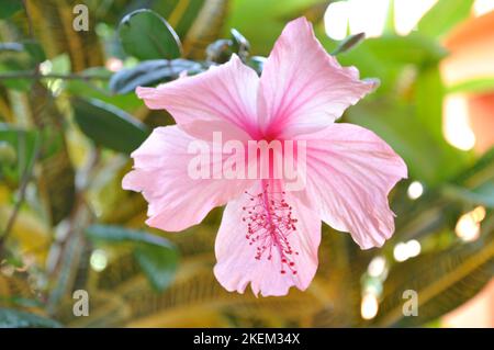 Pink hibiscus, Mambone, Inhambane Province, Mozambique Stock Photo - Alamy